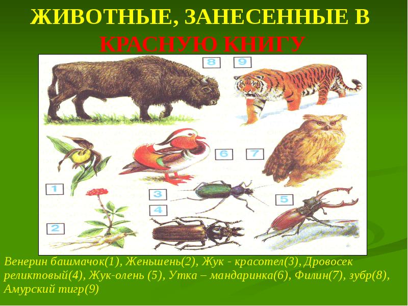 Лес и человек