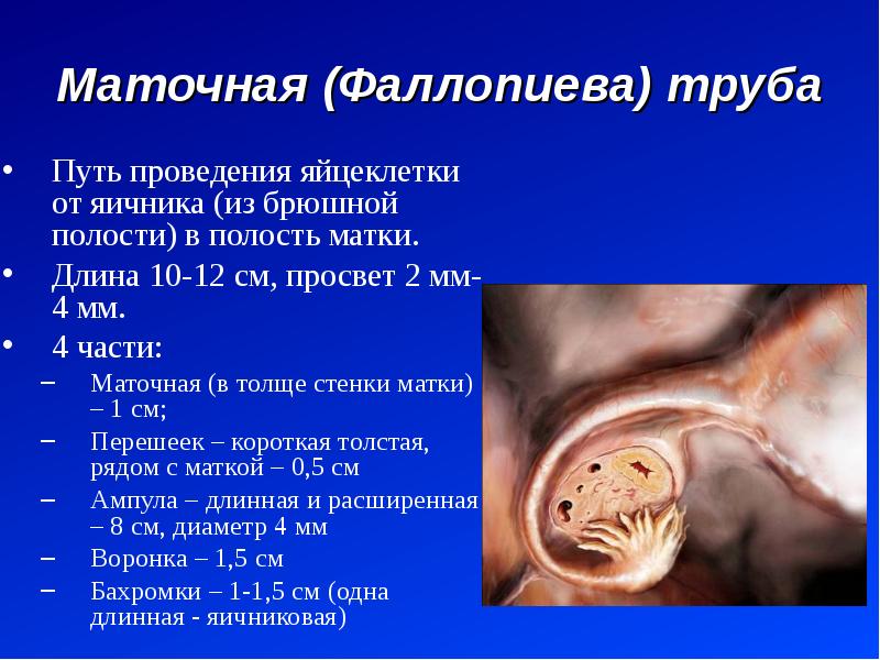 Функциональная анатомия органов женской половой системы