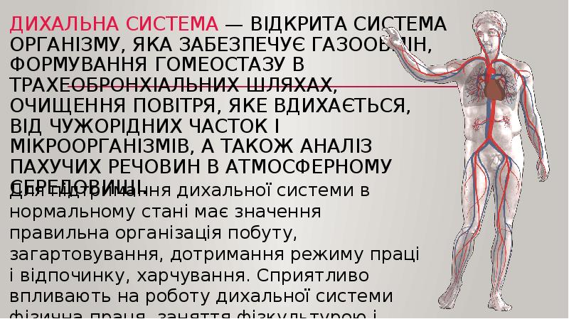 Дихальна система людини