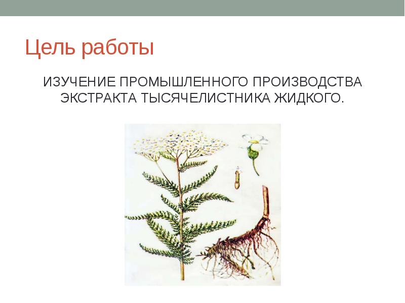 Производство жидкого экстракта тысячелистника
