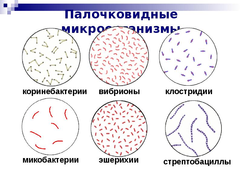 Классификация и строение микроорганизмов. Микробиология