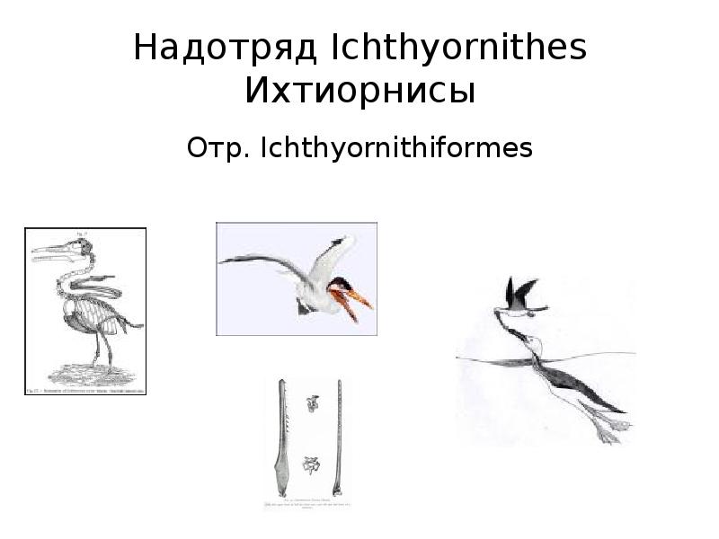 Систематика птиц