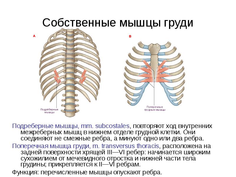Мышцы, фасции и топография груди