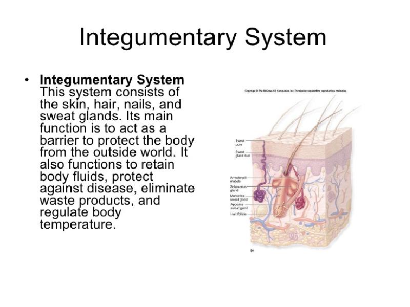 Human body