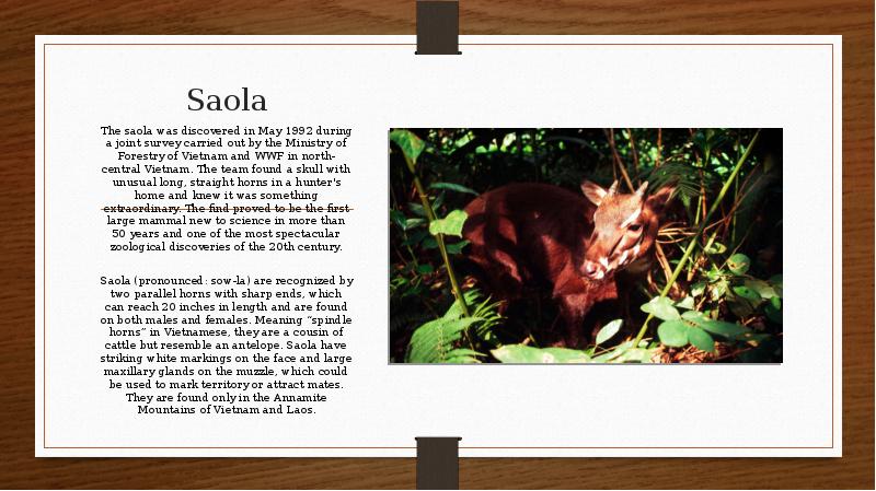 Endangered animals. The most endangered species