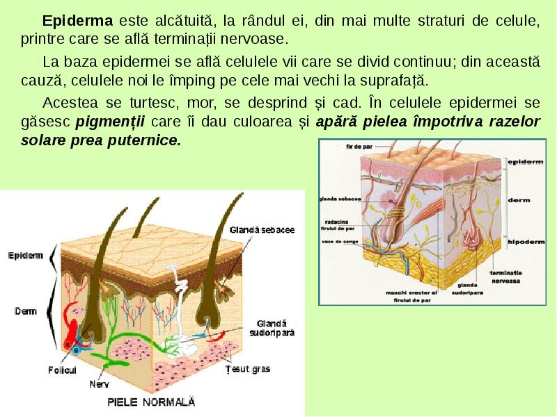 Pielea, organ tactil, termic, dureros și de presiune. (Lectie 11)