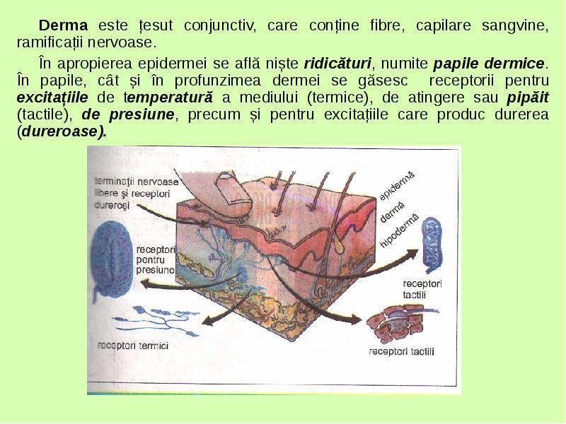 Pielea, organ tactil, termic, dureros și de presiune. (Lectie 11)