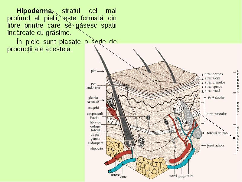 Pielea, organ tactil, termic, dureros și de presiune. (Lectie 11)