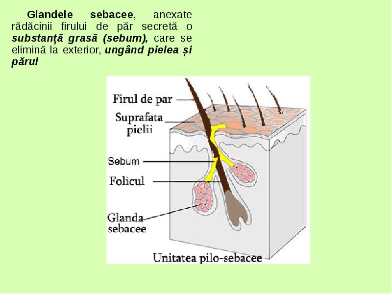 Pielea, organ tactil, termic, dureros și de presiune. (Lectie 11)