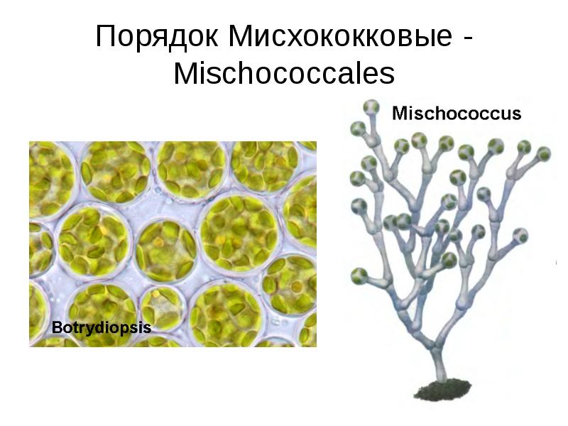 Желто-зеленые водоросли. Класс трибофициевые