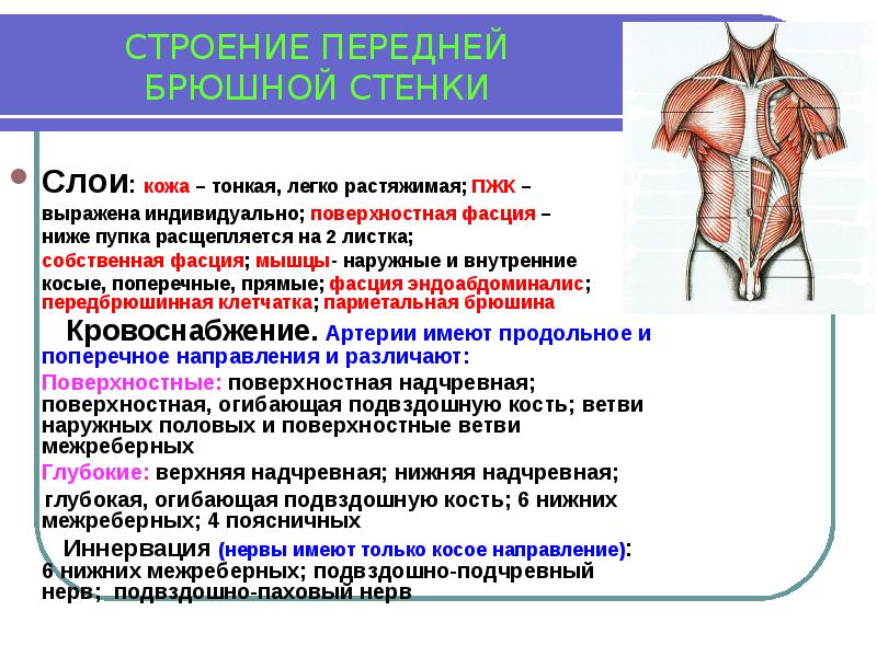 Топографическая анатомия передней брюшной стенки. Хирургия грыж. (Лекция 4)