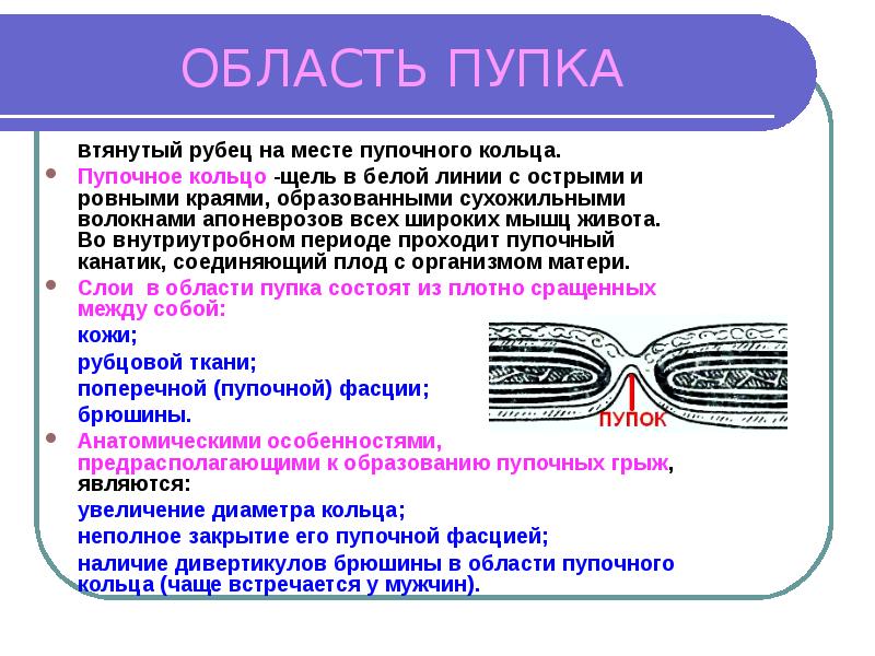 Топографическая анатомия передней брюшной стенки. Хирургия грыж. (Лекция 4)