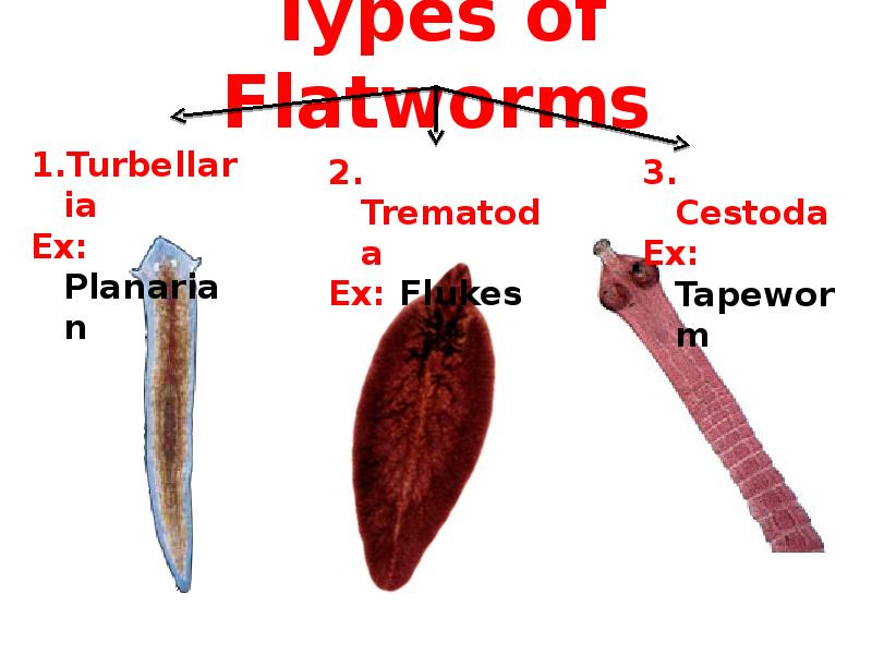 Topic: Flatworms