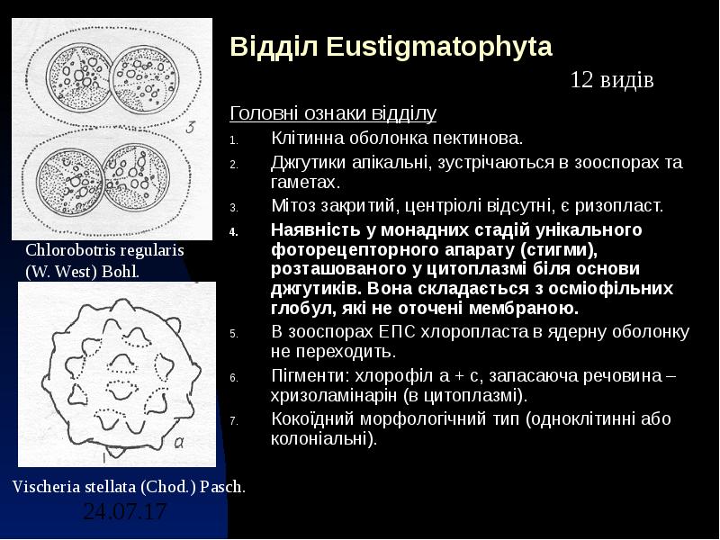 Огляд відділів евкаріотичних водоростей