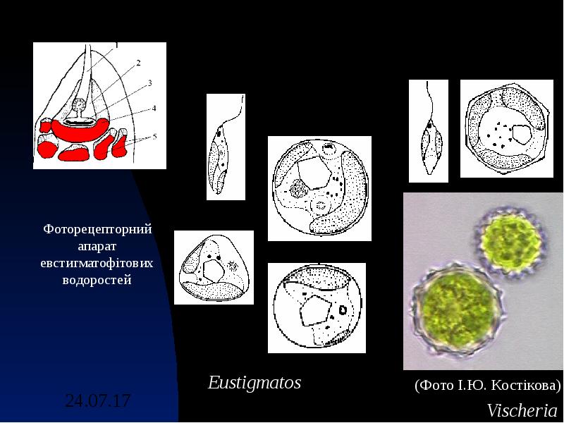 Огляд відділів евкаріотичних водоростей