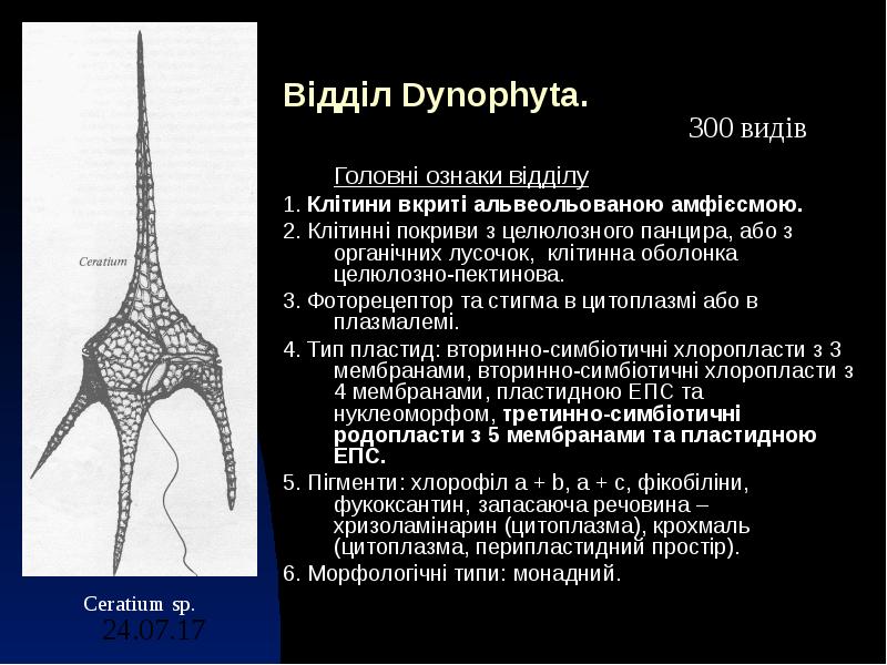Огляд відділів евкаріотичних водоростей