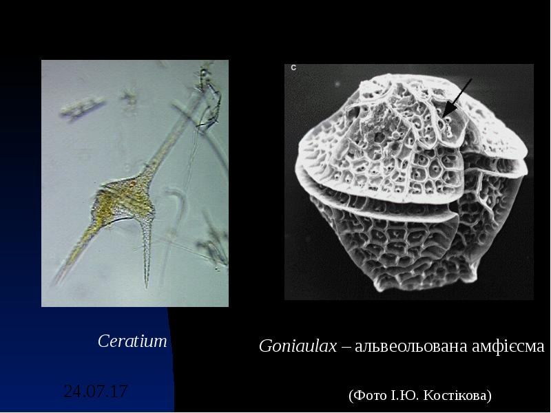 Огляд відділів евкаріотичних водоростей
