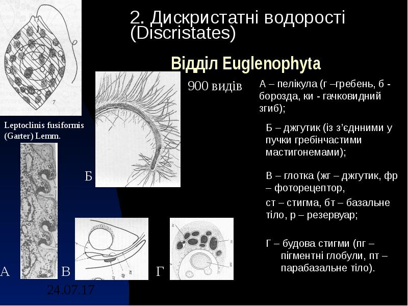 Огляд відділів евкаріотичних водоростей