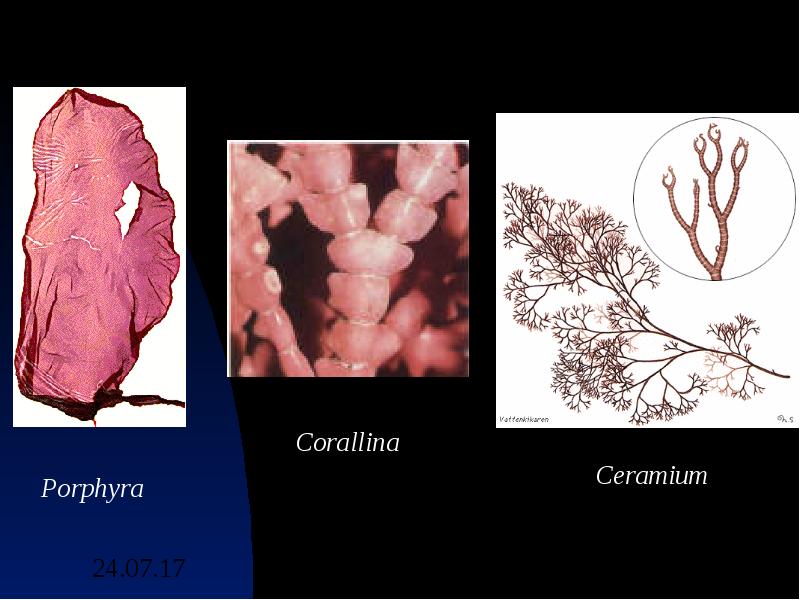 Огляд відділів евкаріотичних водоростей
