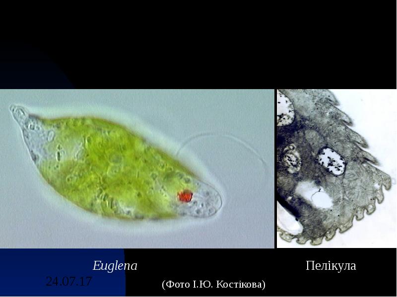 Огляд відділів евкаріотичних водоростей