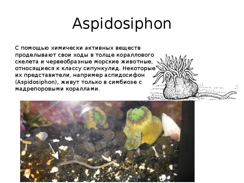 Сверлящие субстрат беспозвоночные животные