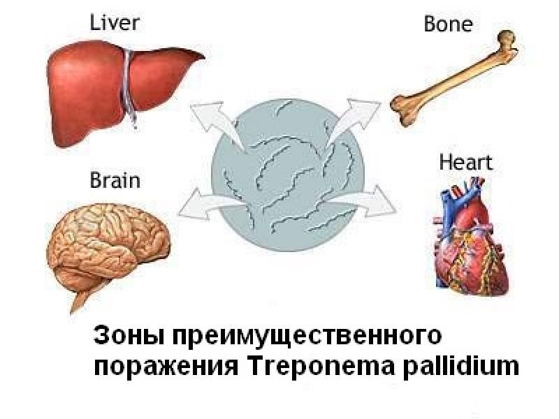 Классификация ВОЗ инфекционных болезней, передающихся половым путём ...