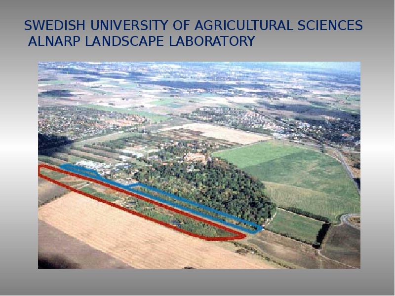 Лесные насаждения