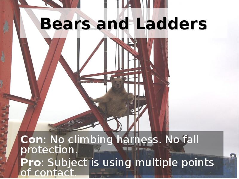 Bears And Ladders 