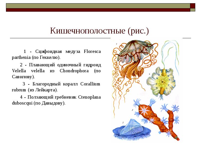Низший уровень элементарной сенсорной психики