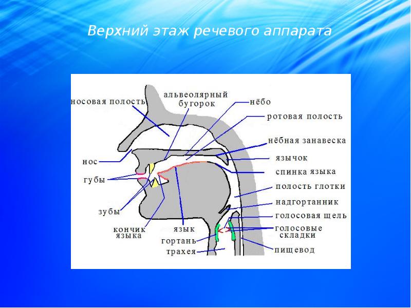 Устройство речевого аппарата