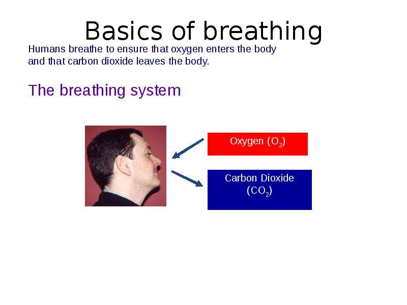 KS4 Biology. The Breathing System