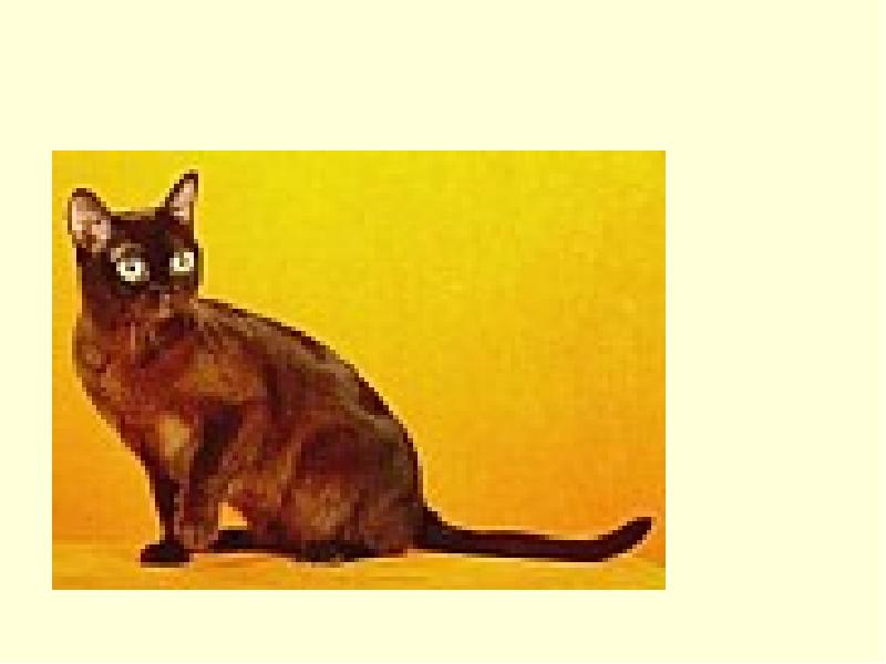 ANIMALS.Modal verb “can” Урок-путешествие английского языка во 2 классе