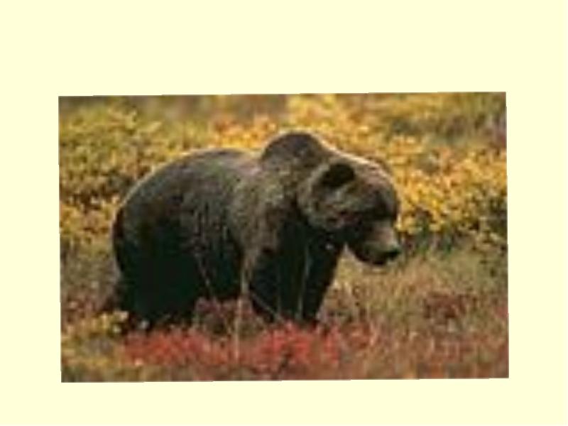 ANIMALS.Modal verb “can” Урок-путешествие английского языка во 2 классе