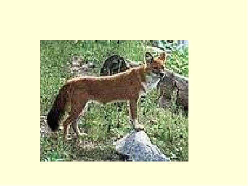 ANIMALS.Modal verb “can” Урок-путешествие английского языка во 2 классе