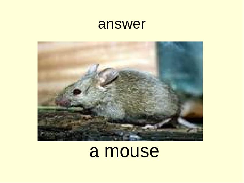 ANIMALS.Modal verb “can” Урок-путешествие английского языка во 2 классе