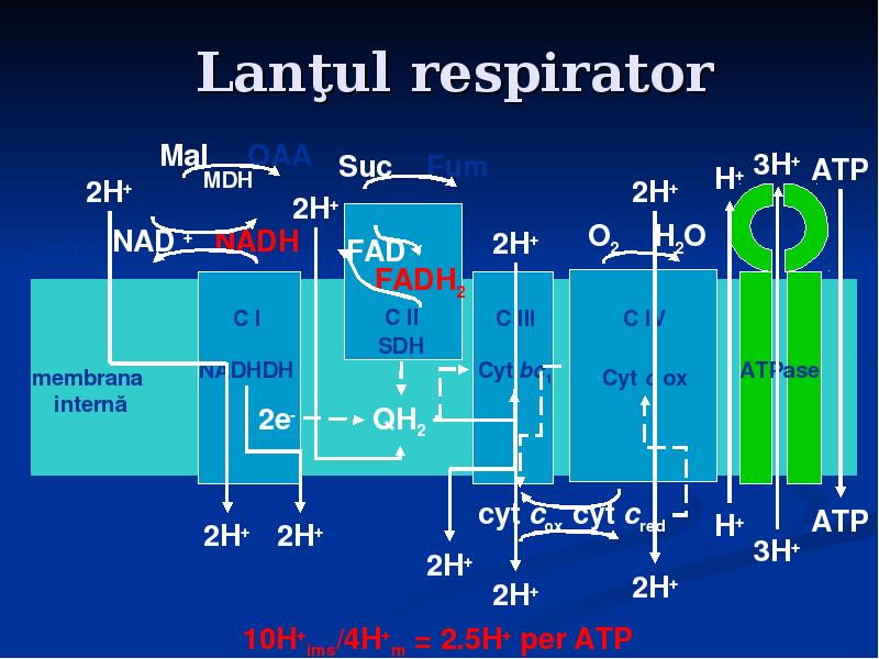 Oxidarea biologica Lantul respirator Fosforilarea oxidativa