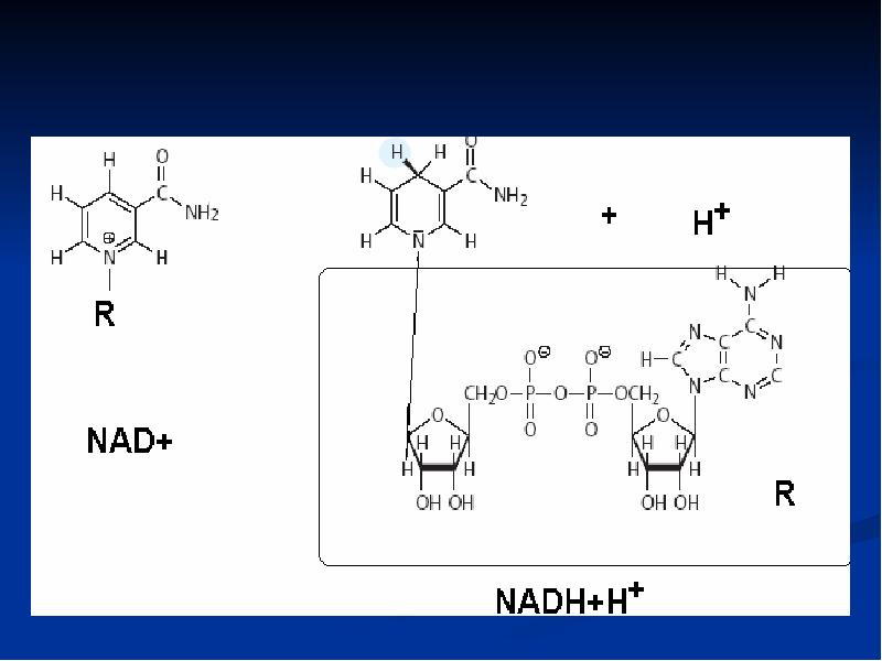 Oxidarea biologica Lantul respirator Fosforilarea oxidativa