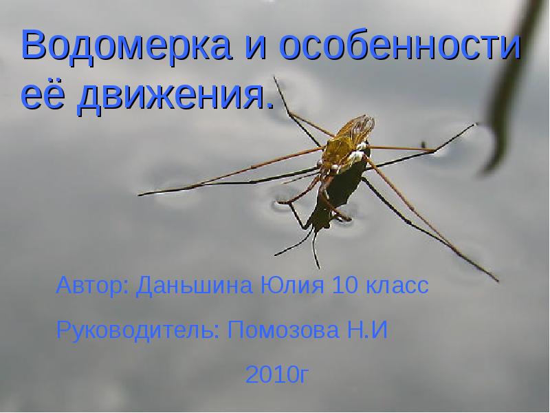 Водомерка и особенности её движения.