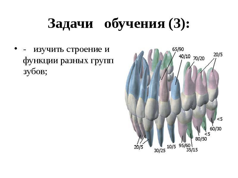 «Фантомный курс терапевтической стоматологии»