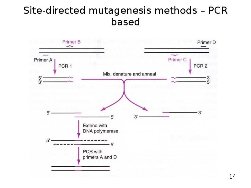 Directed Mutagenesis and Protein Engineering