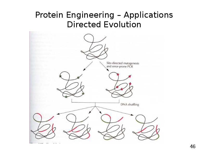 Directed Mutagenesis and Protein Engineering