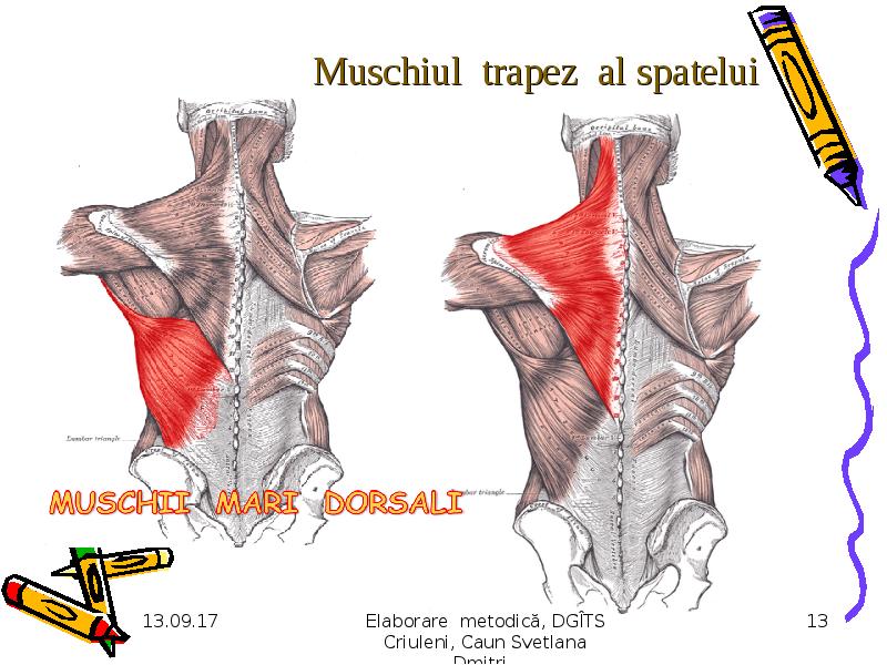 SISTEMUL LOCOMOTOR MUSCULAR