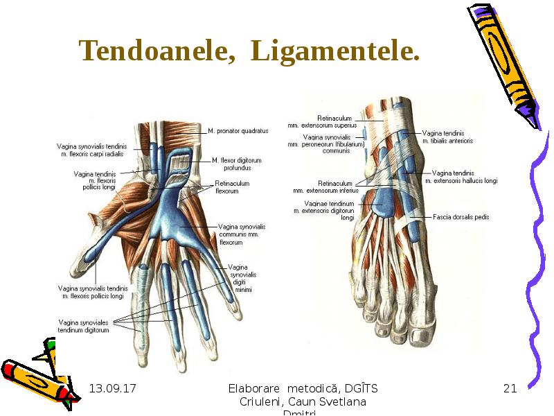 SISTEMUL LOCOMOTOR MUSCULAR