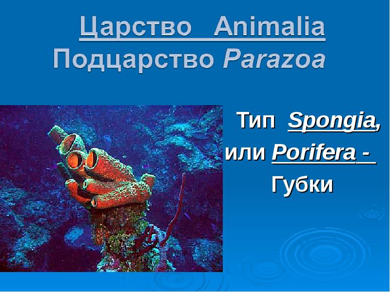 Царство Animalia Подцарство Parazoa