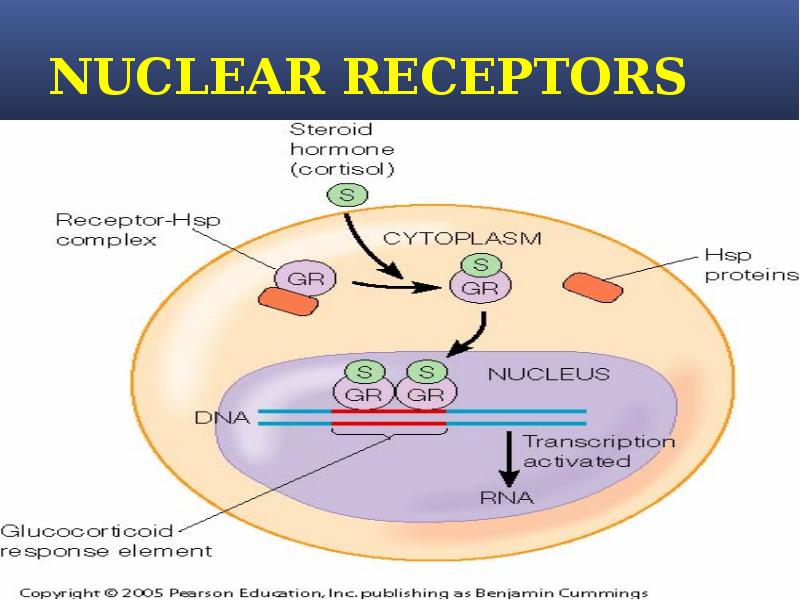 RECEPTORS AND RECEPTOR SUPERFAMILIES Dr.Rahul Kunkulol Asso. Professor ...