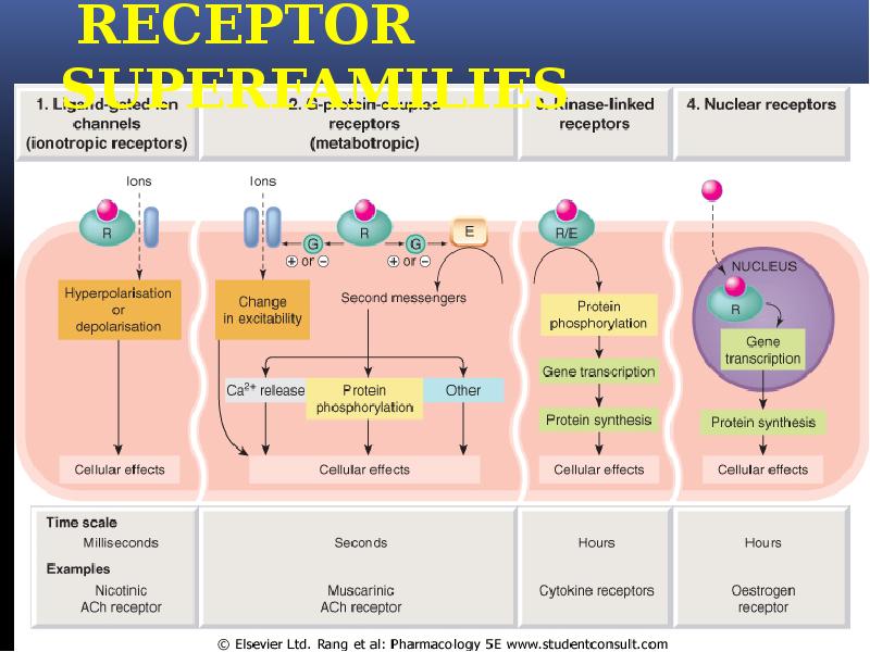 RECEPTORS AND RECEPTOR SUPERFAMILIES Dr.Rahul Kunkulol Asso. Professor ...