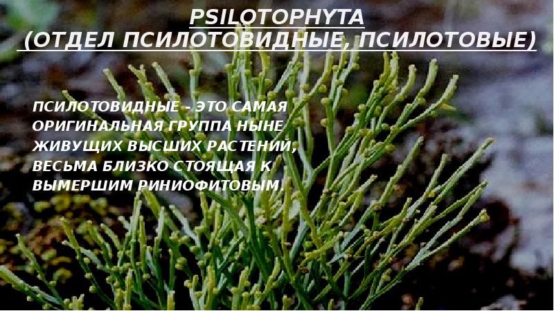Отдел Псилотовидные ( Psilotophyta )