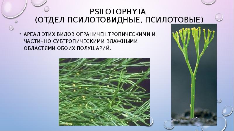 Отдел Псилотовидные ( Psilotophyta ) - презентация, доклад, проект