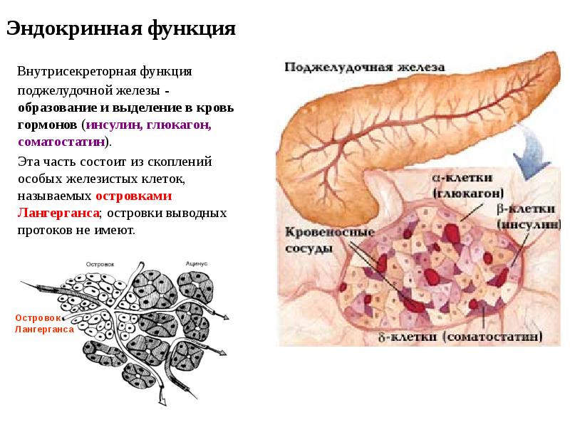 ПИЩЕВАРИТЕЛЬНАЯ СИСТЕМА часть 2 systema digestorium