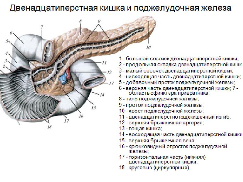 ПИЩЕВАРИТЕЛЬНАЯ СИСТЕМА часть 2 systema digestorium